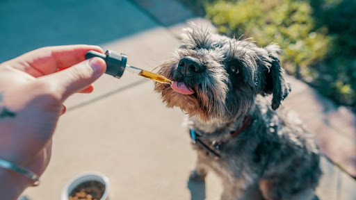How to Cure Seborrheic Dermatitis in Dogs: A Complete Guide - Digitals ...
