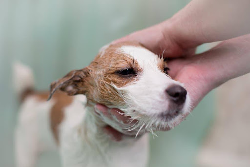 How to Cure Seborrheic Dermatitis in Dogs: A Complete Guide - Digitals ...